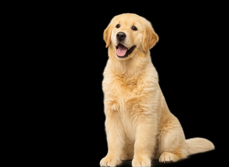 Home Page - Dogs Cyprus