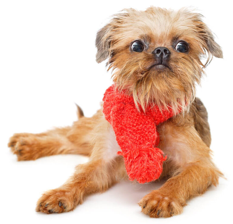 Home Page - Dogs Cyprus